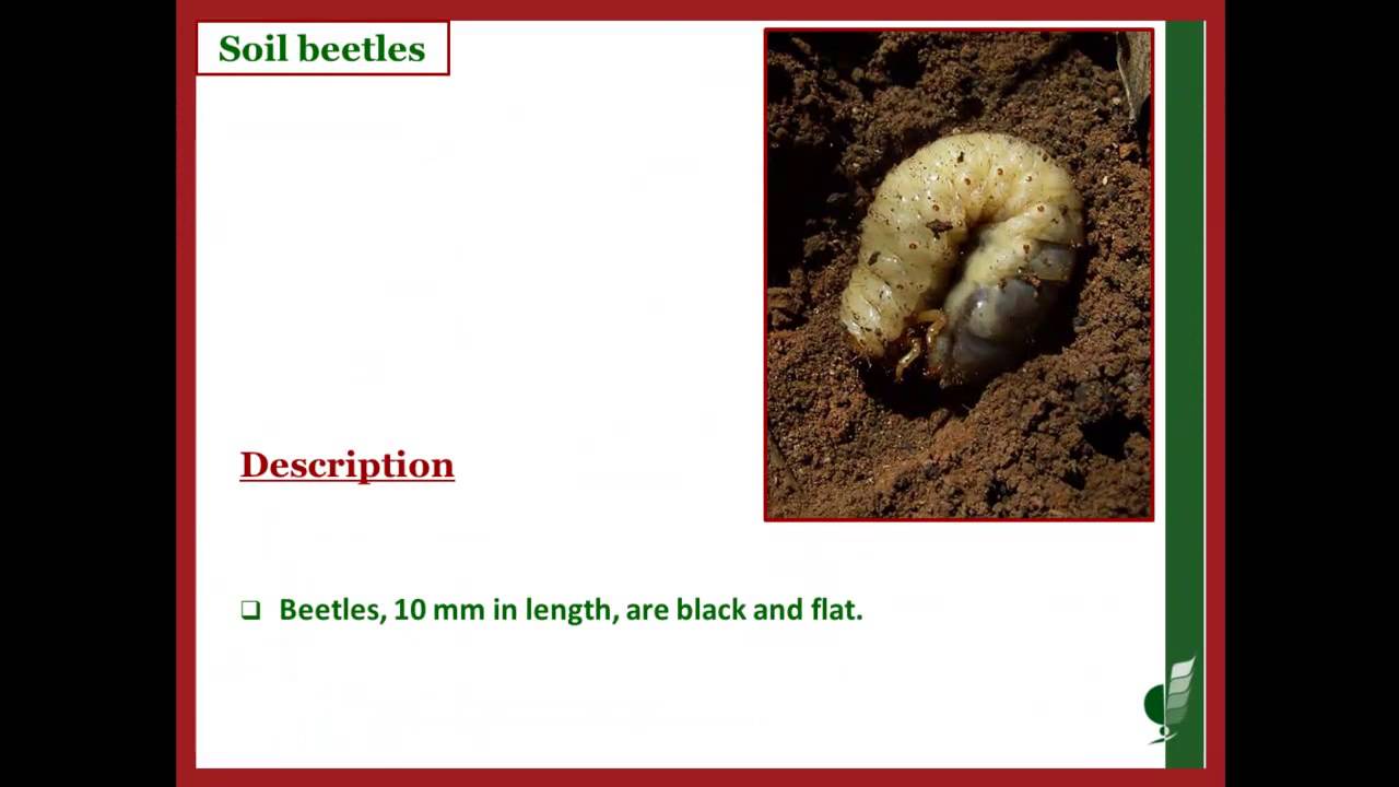 Insect pests chickpea attacking roots and stems - YouTube