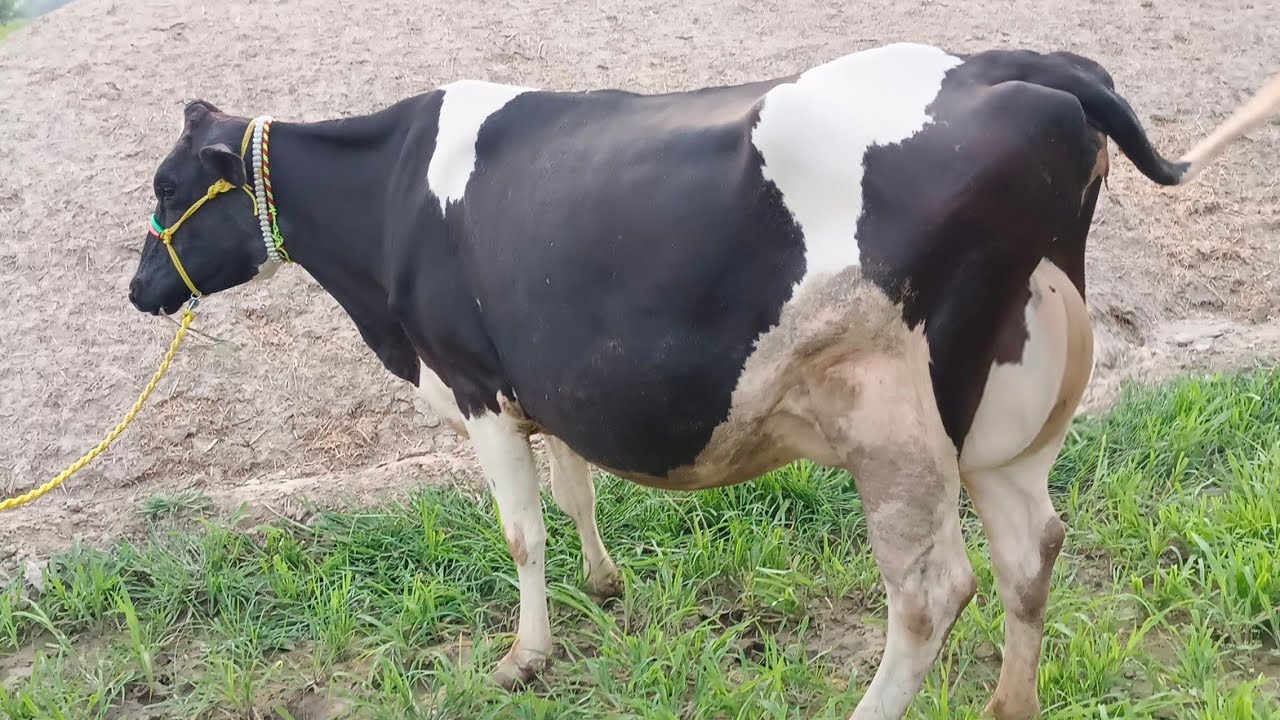 beautiful cow for sale Gujjar tv arifwala,,16 July 2023 - YouTube