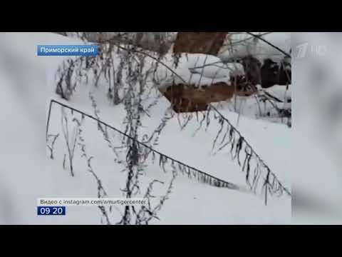 Амурский тигр, которого встретили в лесу туристы, не стал убегать, а решил попозировать