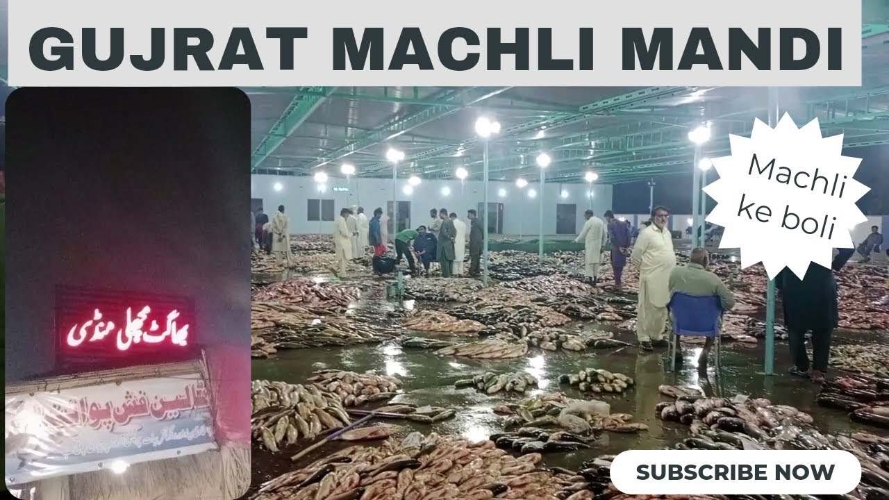 Machli Mandi Head Qadir Abad 🐠 🎣 Machli Ki Boli... - YouTube