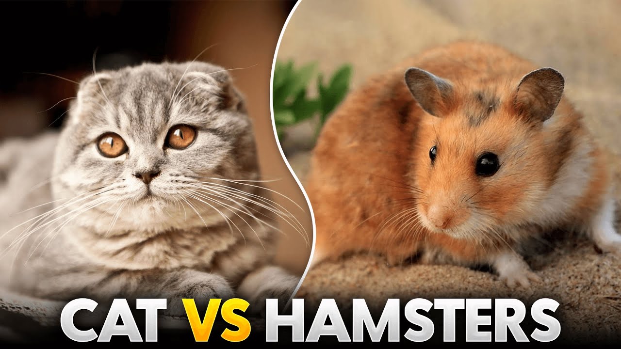 Cat VS Hamsters - YouTube