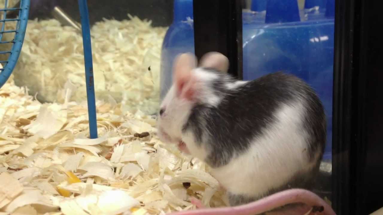 Funny mouse grooming - YouTube