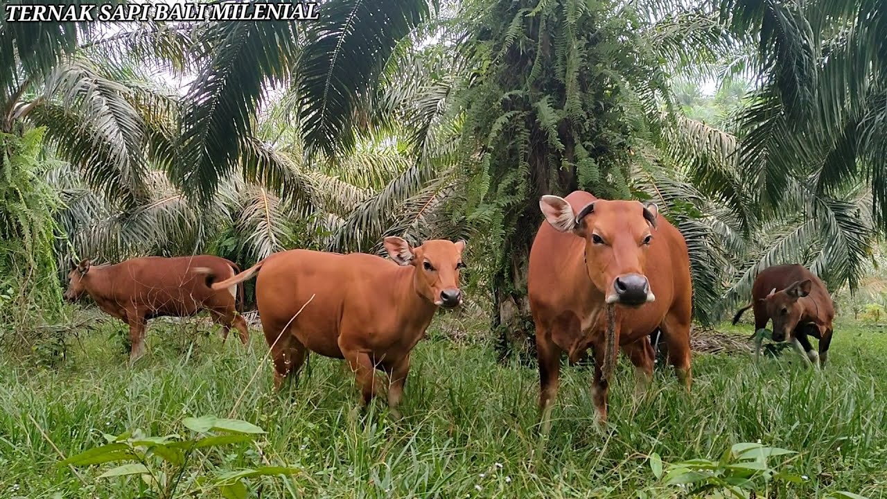 PEDAT SAPI BALI SUPER - YouTube