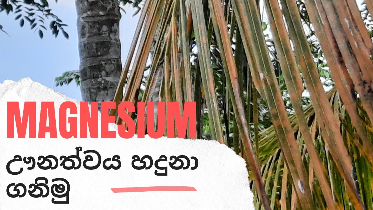 How to identify Magnesium Deficiency of Coconut [ පොල් වගාවේ ...
