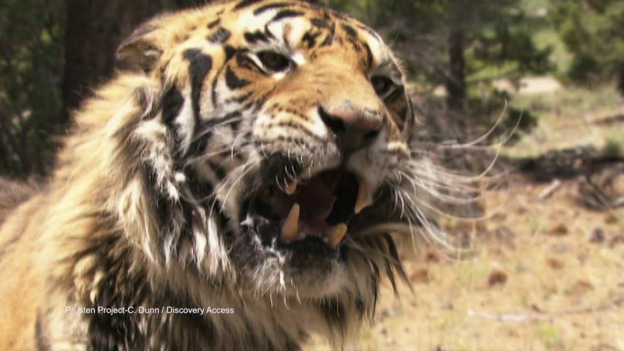 Decoding Tiger Voices - YouTube