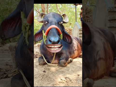 roti kha lo this is Super comedy video download youtube vijay lal bihari