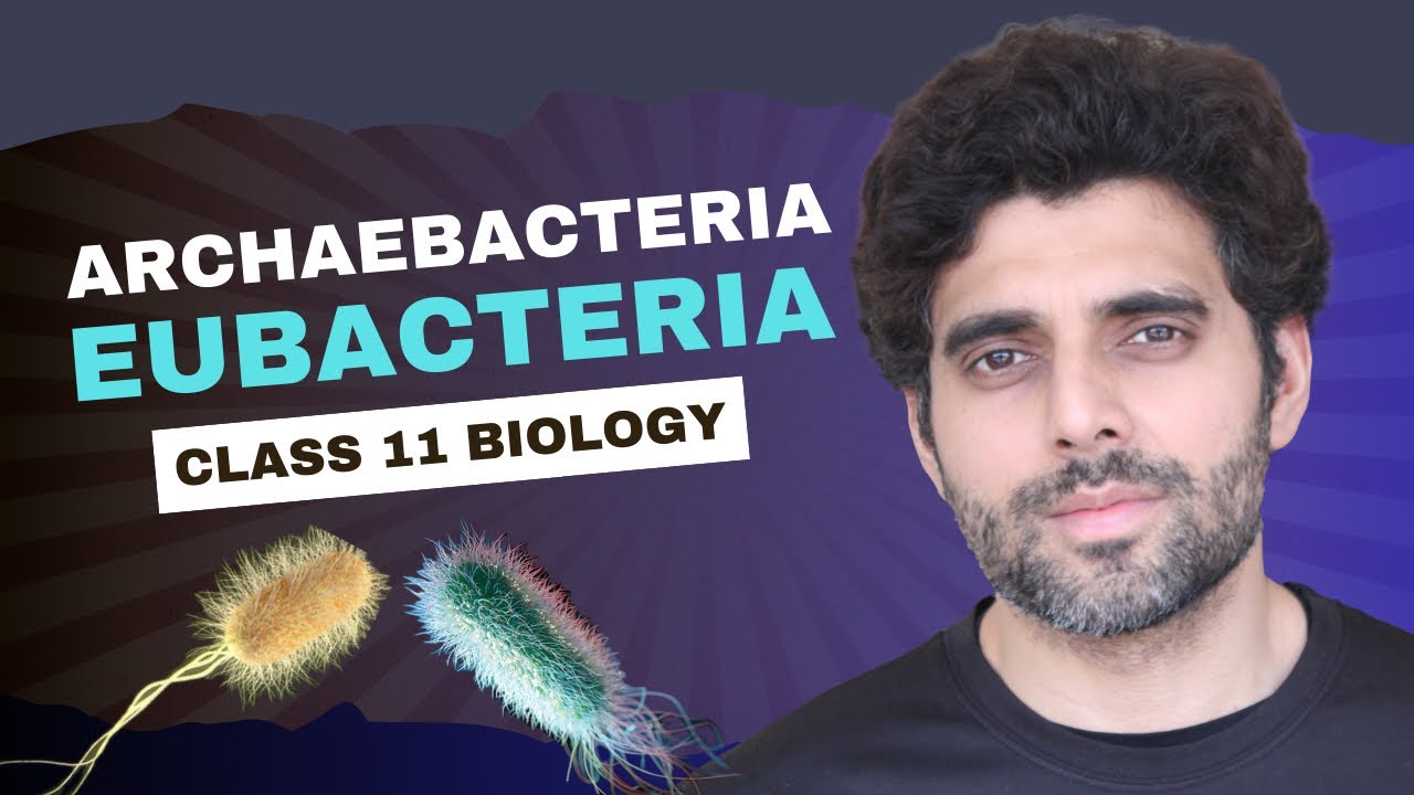 Archaebacteria & Eubacteria || Class 11 Biology || NEET - YouTube