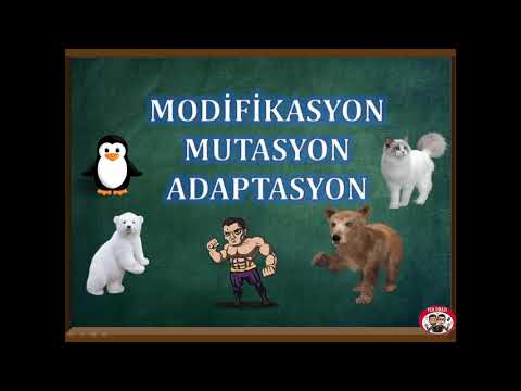 8.sınıf / Modifikasyon Mutasyon Adaptasyon/LGS2020