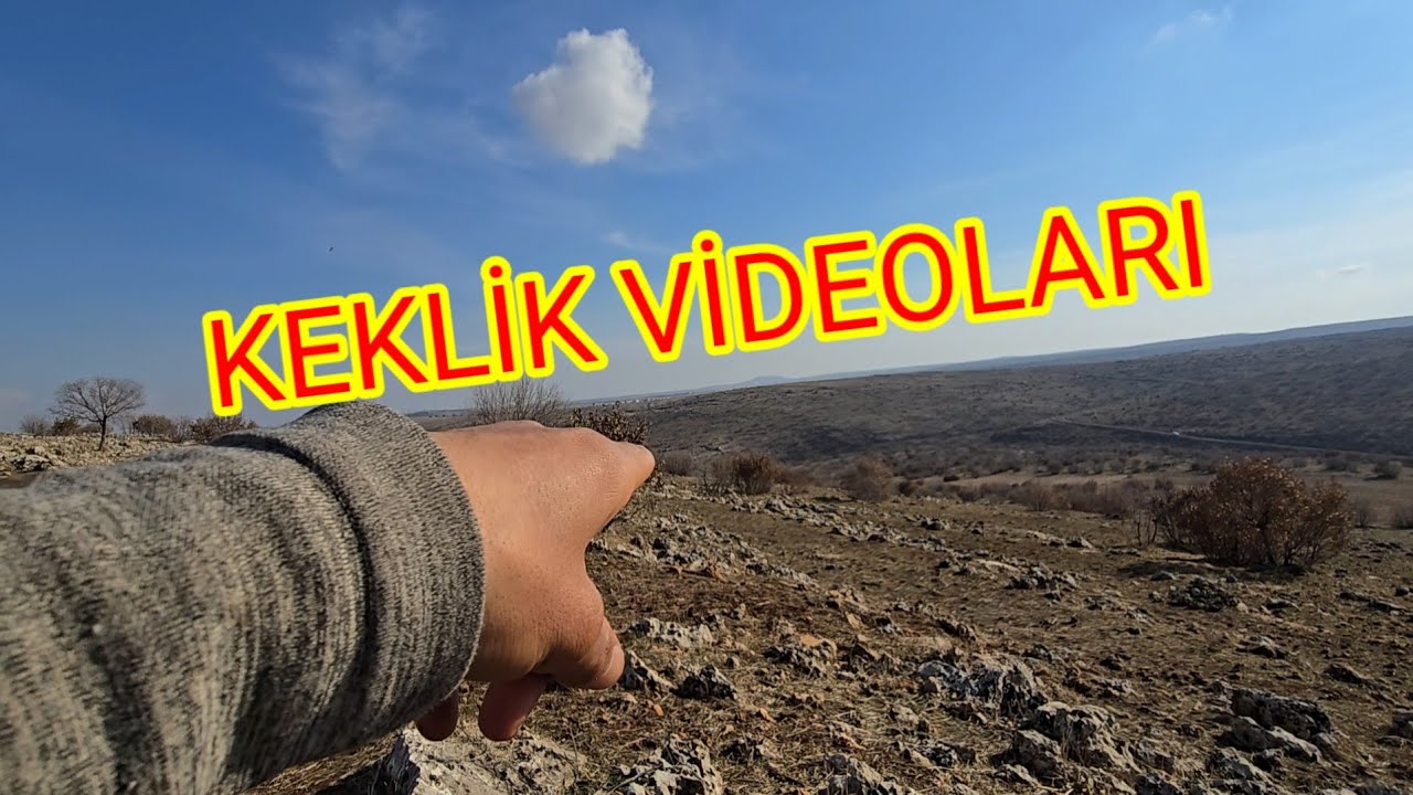 KEKLİK AVI KEKLİK SESİ GÖRÜNTÜ - YouTube