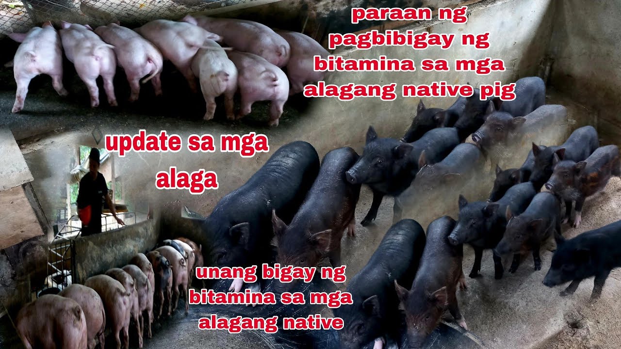 PARAAN NG PAG BIBIGAY NG BITAMINA SA MGA ALAGANG NATIVE PIG/UPDATE SA ...