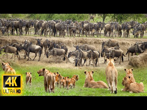 4K African Wildlife: Journey into the World Wildlife African - Scenic Wildlife Film With Real Sounds