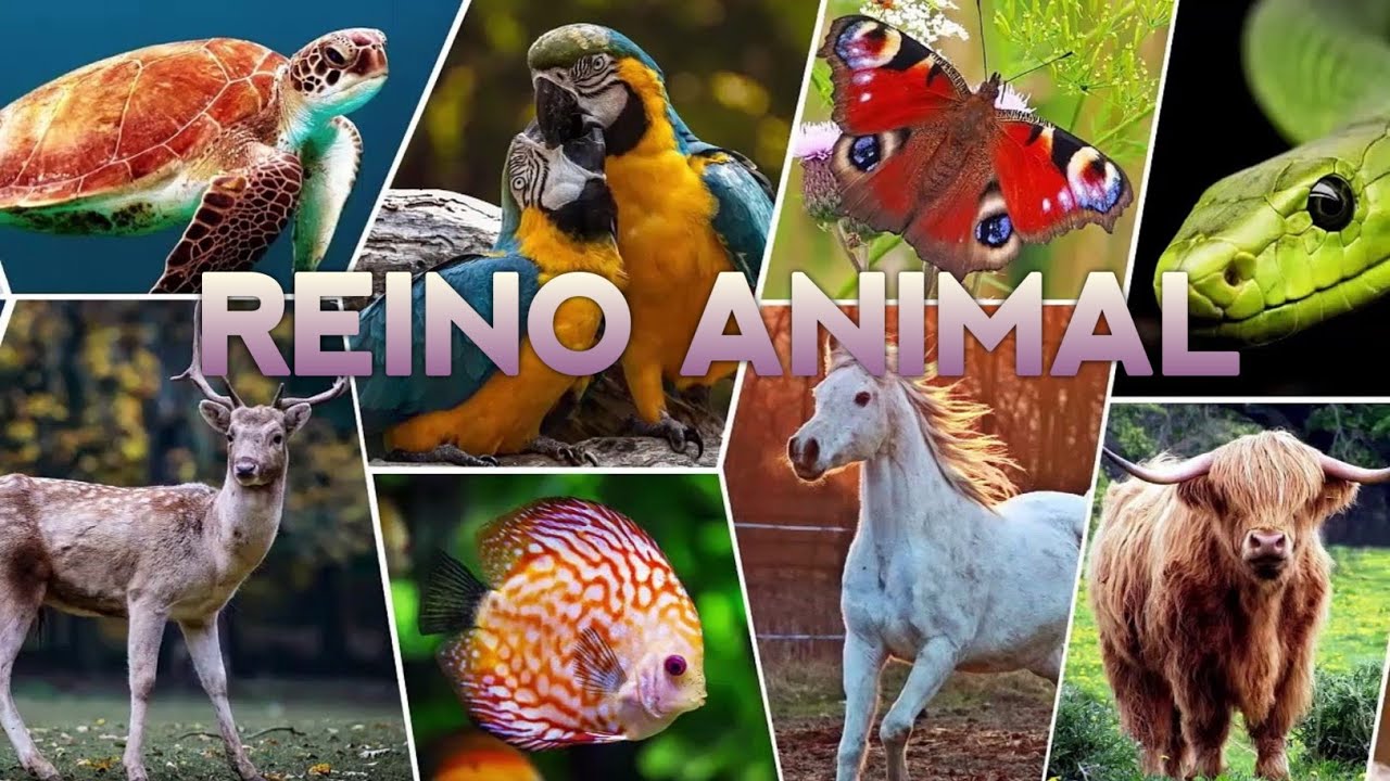 REINO ANIMAL, Qué es, Características y algunas Curiosidades - YouTube