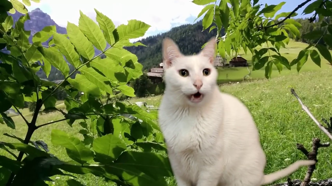 Cats Sing Classical Music - Vivaldi - Spring - Cats Version - Cats ...