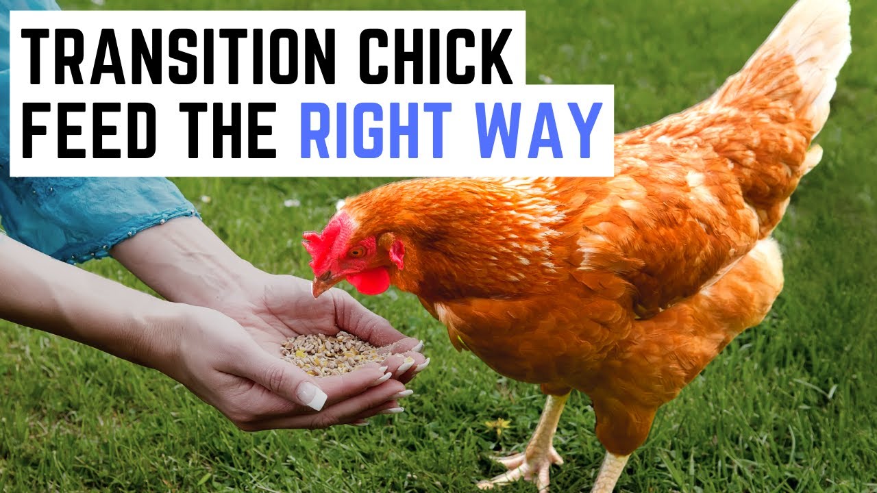 How to Switch Chicken feed for Your Homestead Chicken Flock? - YouTube