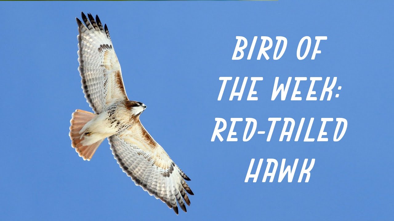 Bird of the Week: Red-Tailed Hawk - YouTube