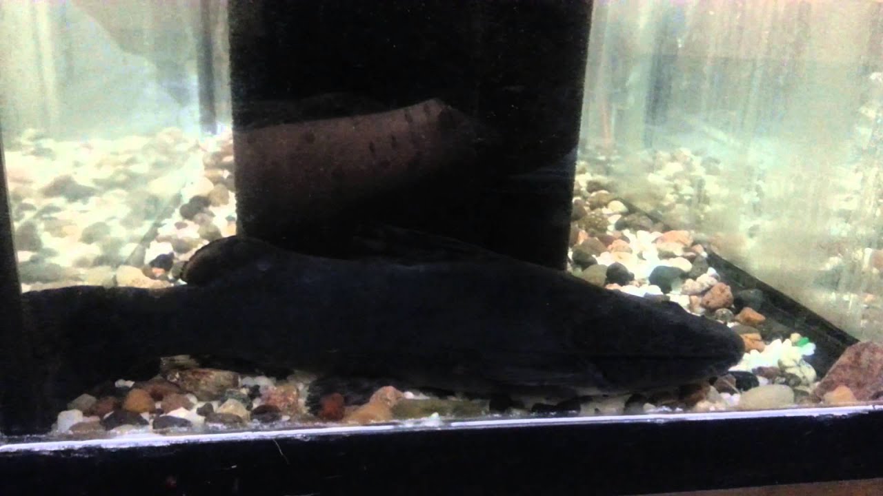 Jau catfish - YouTube