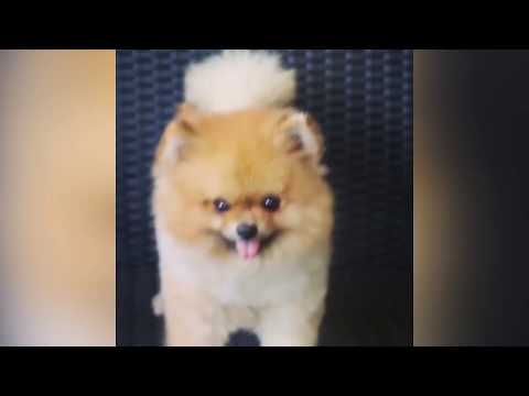POMERANIAN BOO - FUNNY VIDEOS