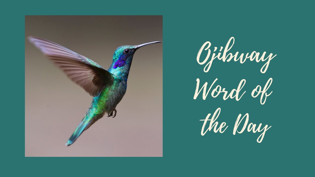 #98 - Ojibway Language - Hummingbird - YouTube