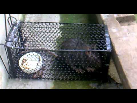 3rd Unlucky Mouse That Got Caught In My Trap - YouTube
