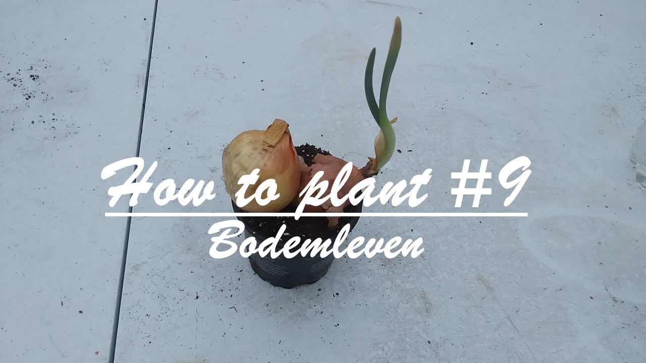 Ui planten?! - How to plant #9 - Bodemleven - YouTube