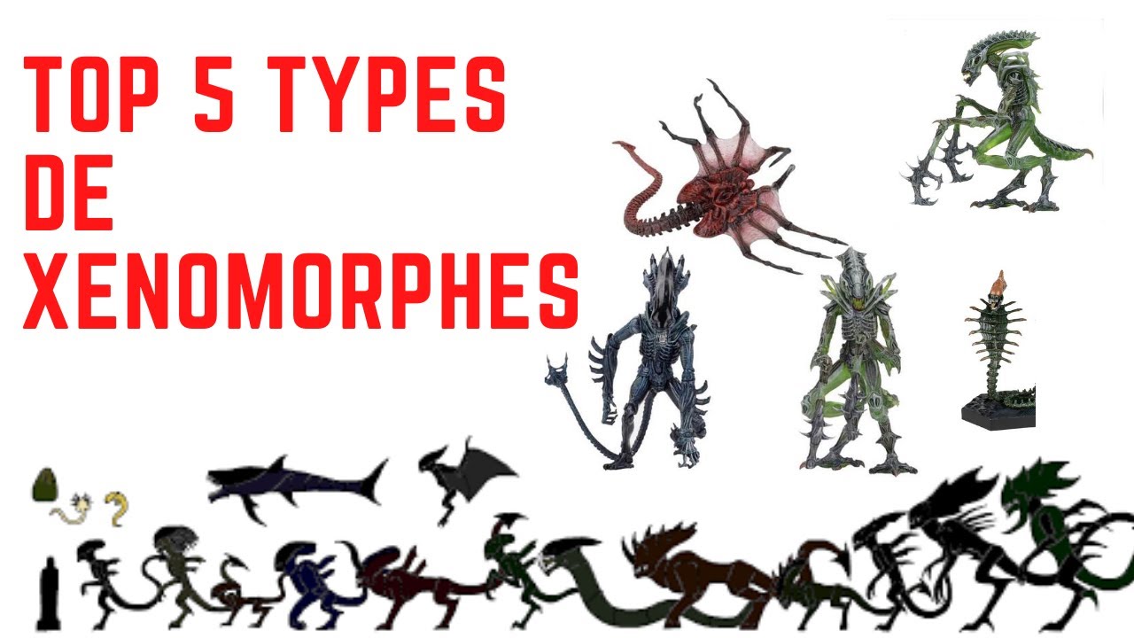 TOP 5 DES MEILLEURES ESPECES DE XENOMORPHE - YouTube