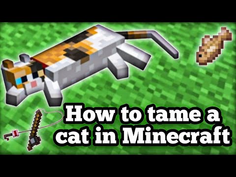 How to tame a cat in Minecraft #minecraft - YouTube