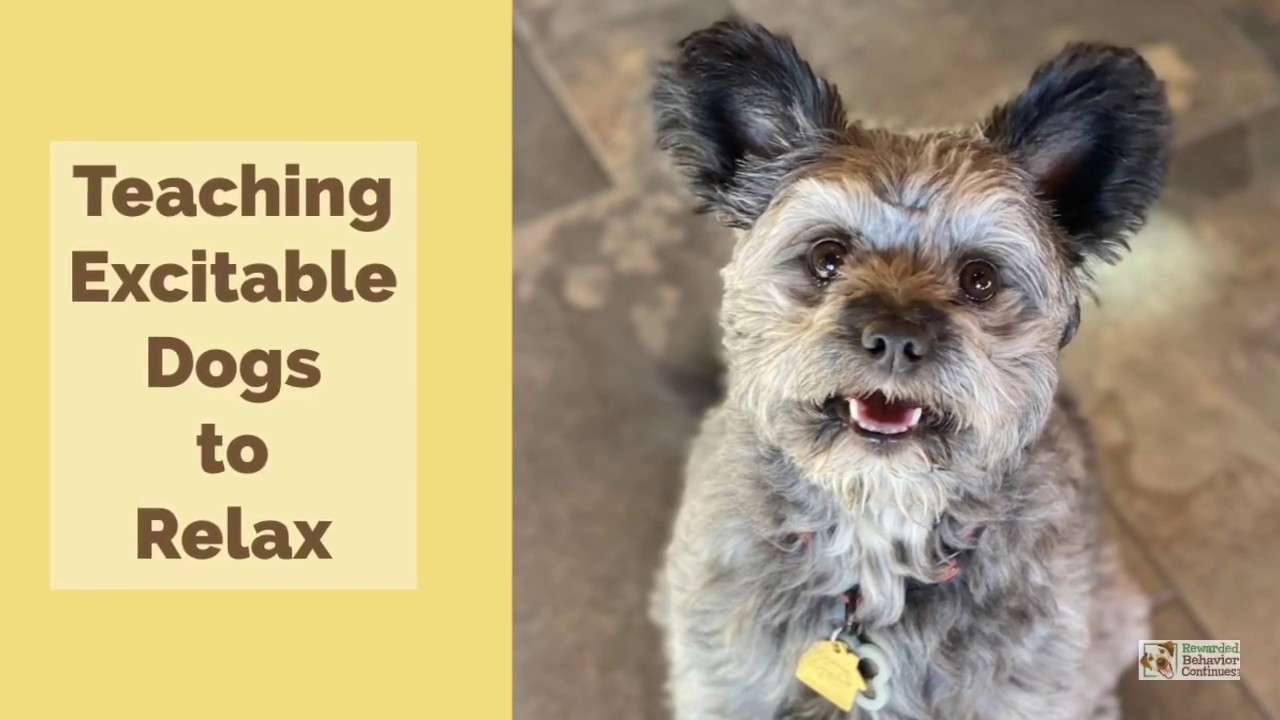 Excitable Dogs Learn How to Relax - Dr. Overall’s Protocol for ...