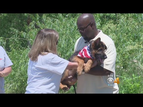 Mother Honors Son's Life By Helping Donate Therapy Dogs To Veterans