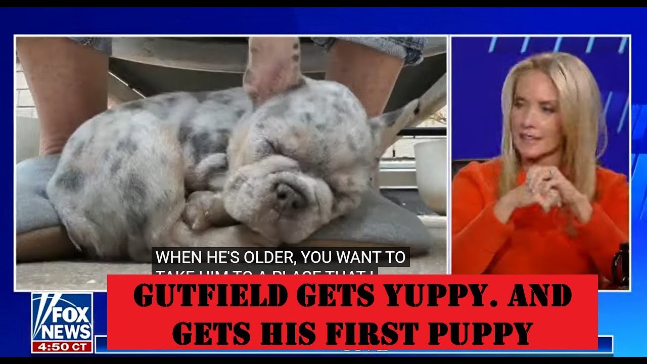 Gutfeld Gets New Puppy Fox News 10/31/22 #gutfeld #news #fox news - YouTube