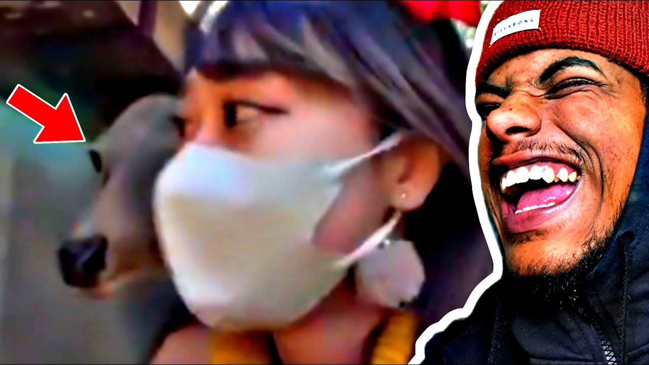 Streamer Gets Caught Lacking By A Deer - YouTube