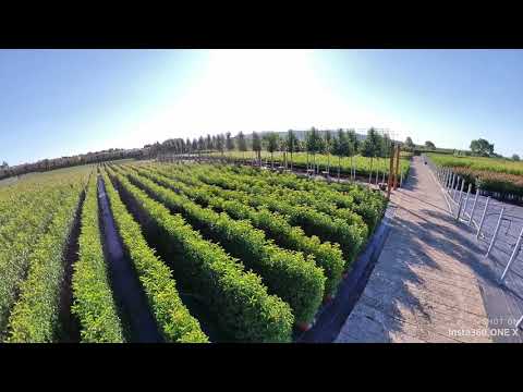 Portugal Laurel ReadyHedge Troughs - 90-110cm tall hedging - YouTube