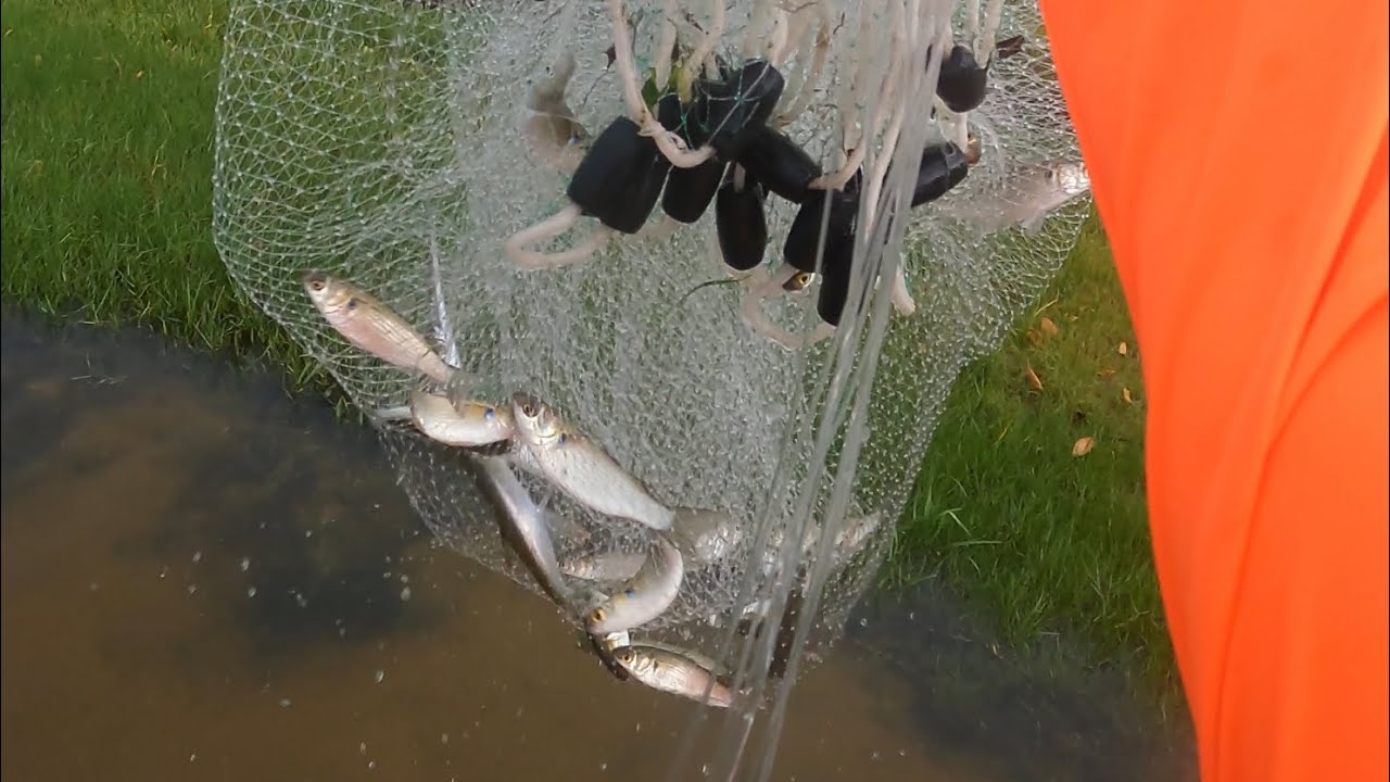 Fishing the Docks on Safety Harbor with Live Finger Mullet - YouTube
