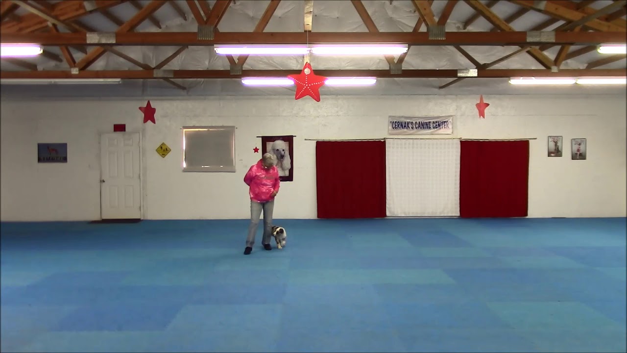 Canine Freestyle Training with Sally, Brett, and Sheila - YouTube