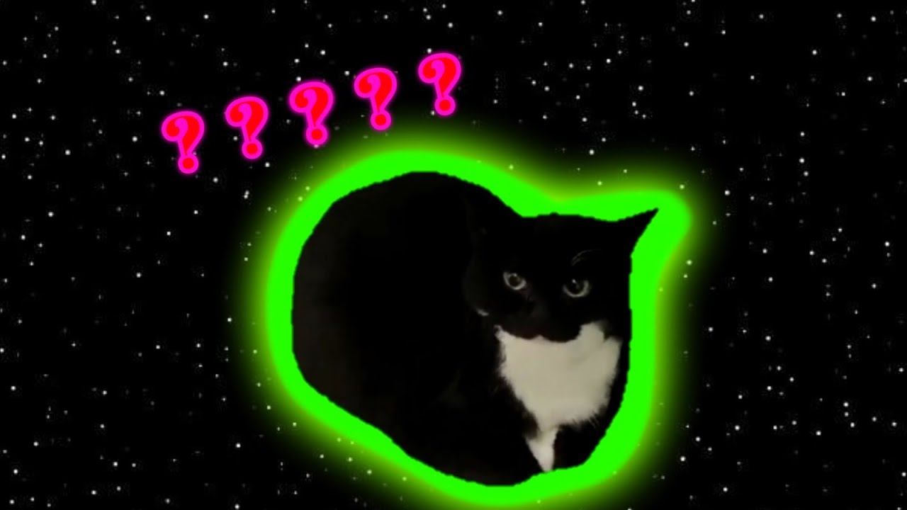 Maxwell The Cat Dancing | Sound Variation Part 4 - YouTube