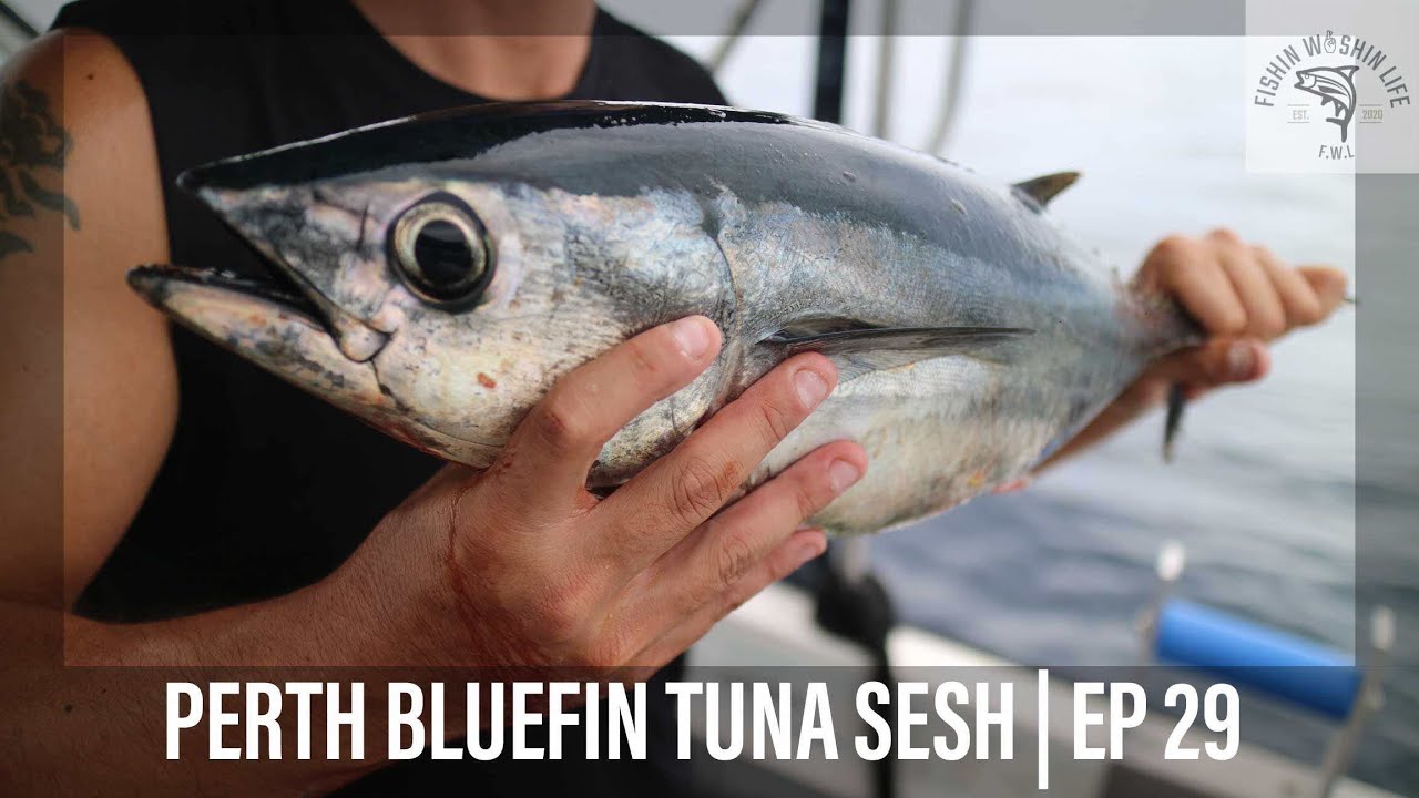 EP 29 | EPIC BLUEFIN TUNA Fishing off the PERTH coast TROLLING HALCO ...