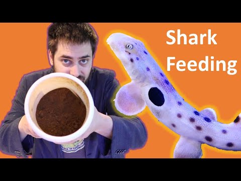 🦐 Saltwater Aquarium Shark Feeding! How to Prepare Food for Epaulette ...