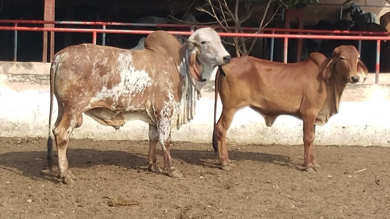 Live Gir Bull Arya Breeding Gir Gau at Aryaman gir Gaushal - YouTube