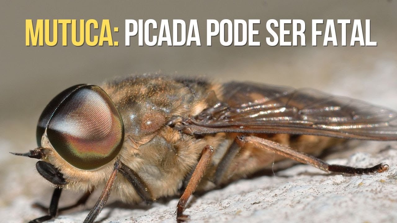 A picada da MUTUCA pode ser fatal - YouTube