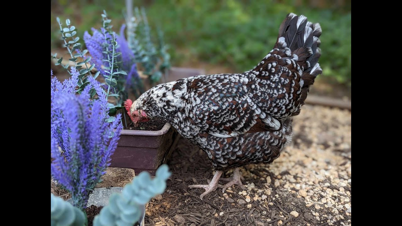 The Great Chicken Run Makeover & Tour - YouTube