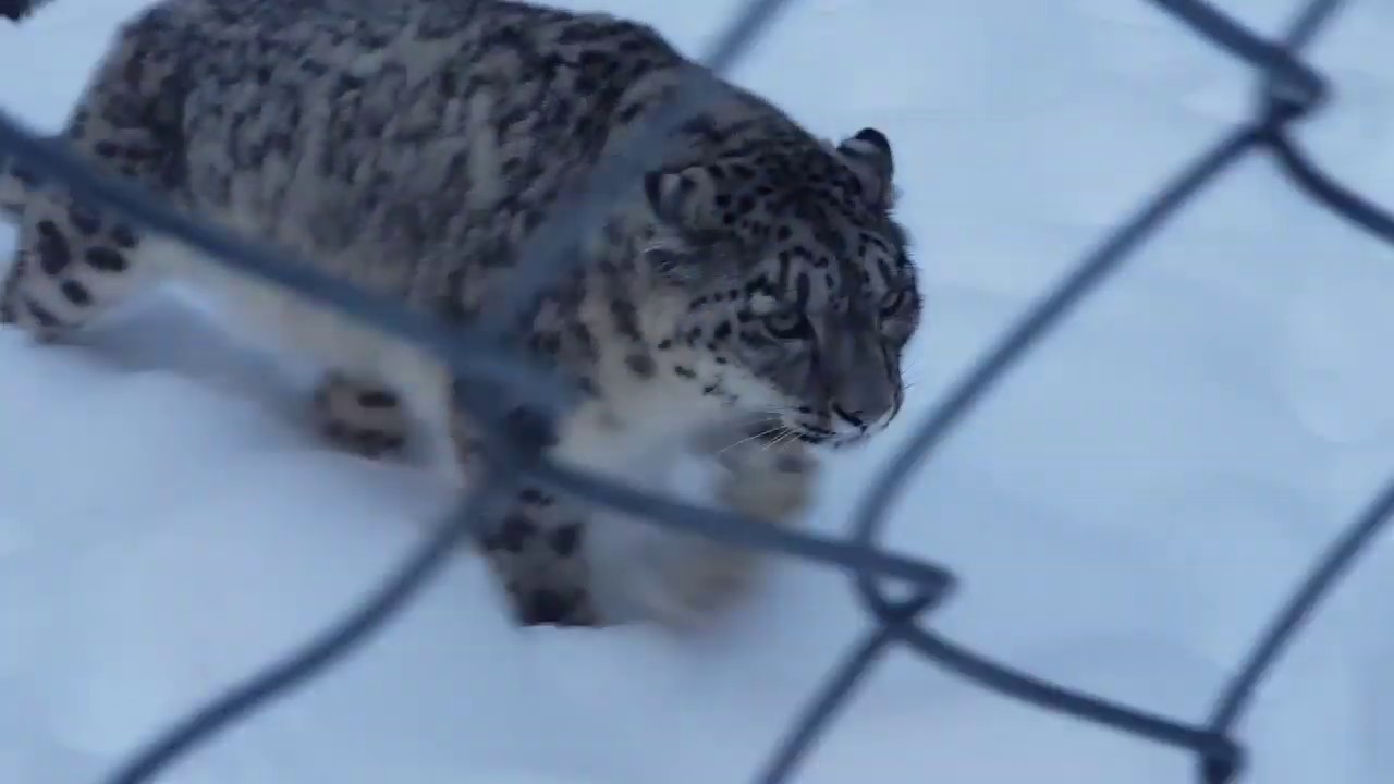 Snow Leopard at Naltar Valley - YouTube