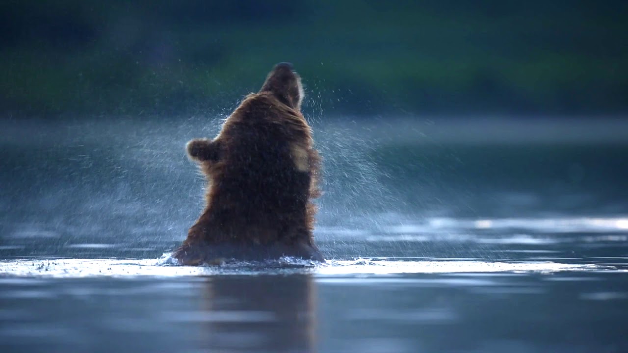 Bear Shake in Kamchatka morning - YouTube