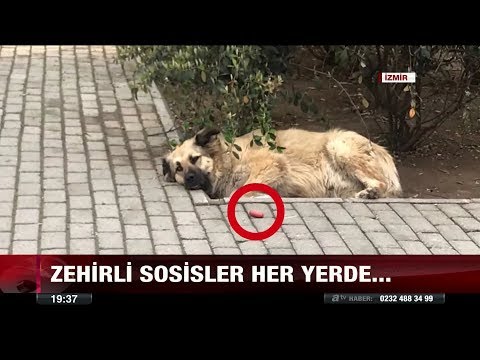 İzmir Dikili'de köpek katliamı! - 5 Nisan 2018