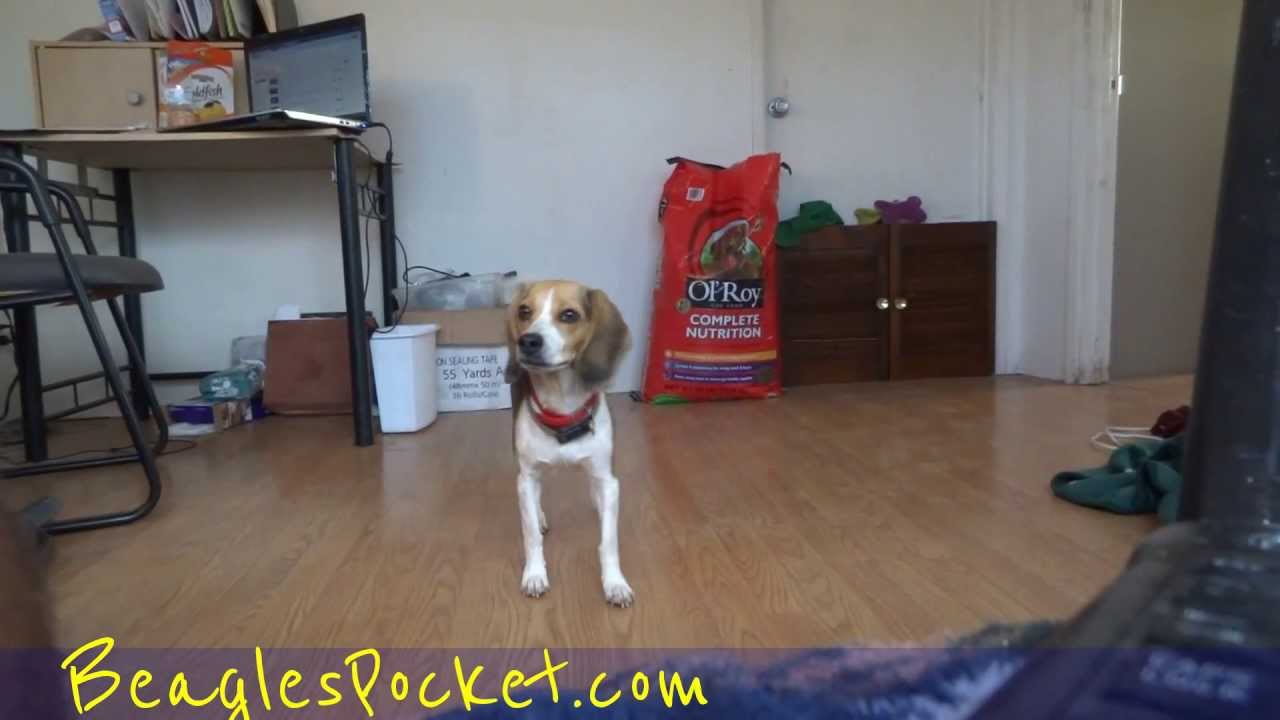 Mini Beagle Miniature Beagle Doing Tricks ~ Breeder Playing Dog High ...