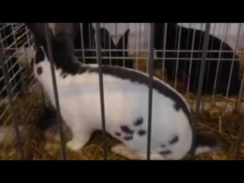 Lapins Géant Papillon Français bleu - YouTube
