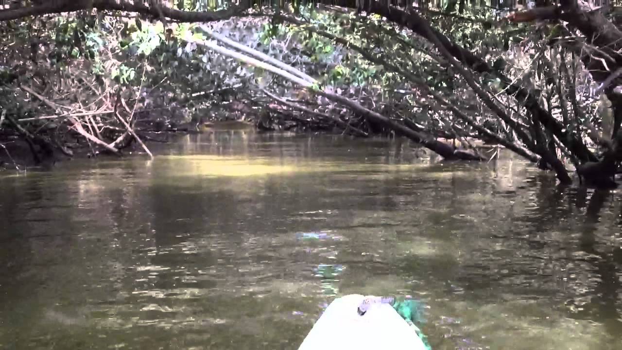 Paddle into the jungle - YouTube