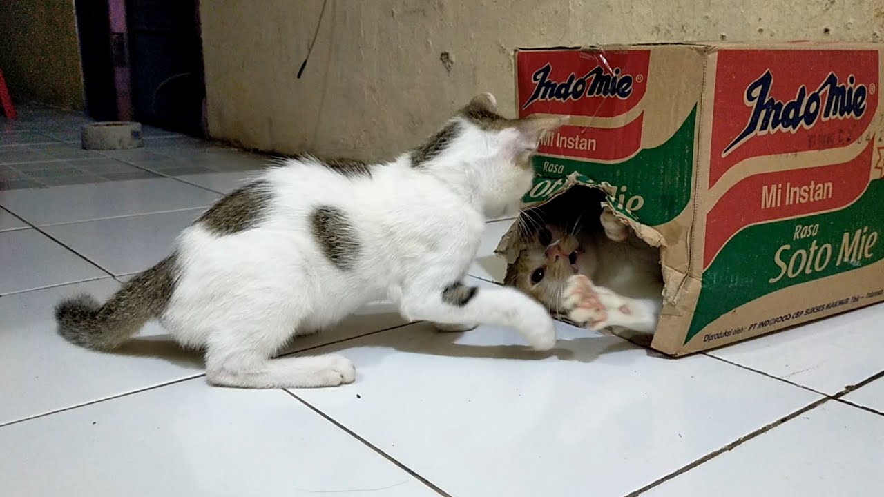 GEMES BANGET! BOCIL KUCING BAR-BAR SUKA BERANTEM - YouTube