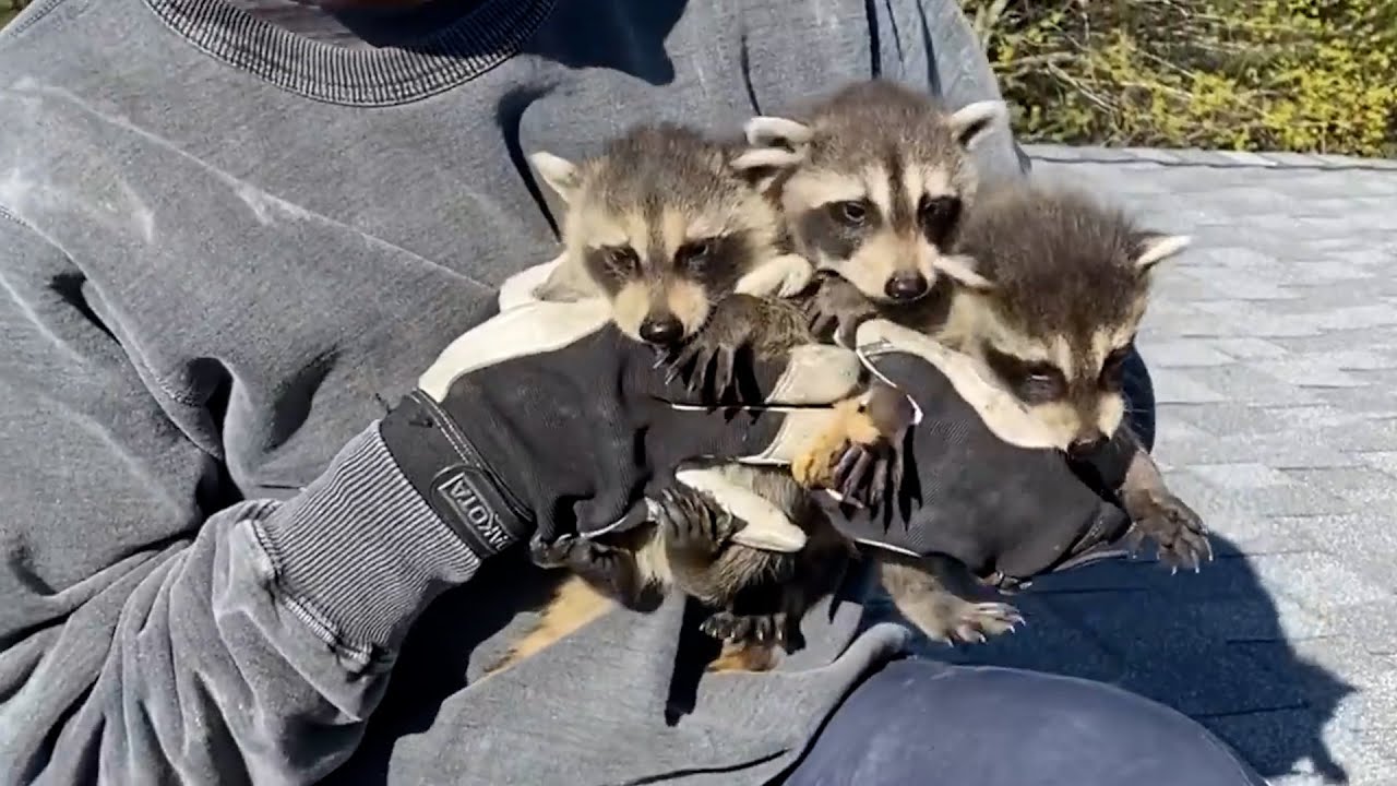 Adorable Raccoon Pups Rescued From House Ceiling | The Koala - YouTube