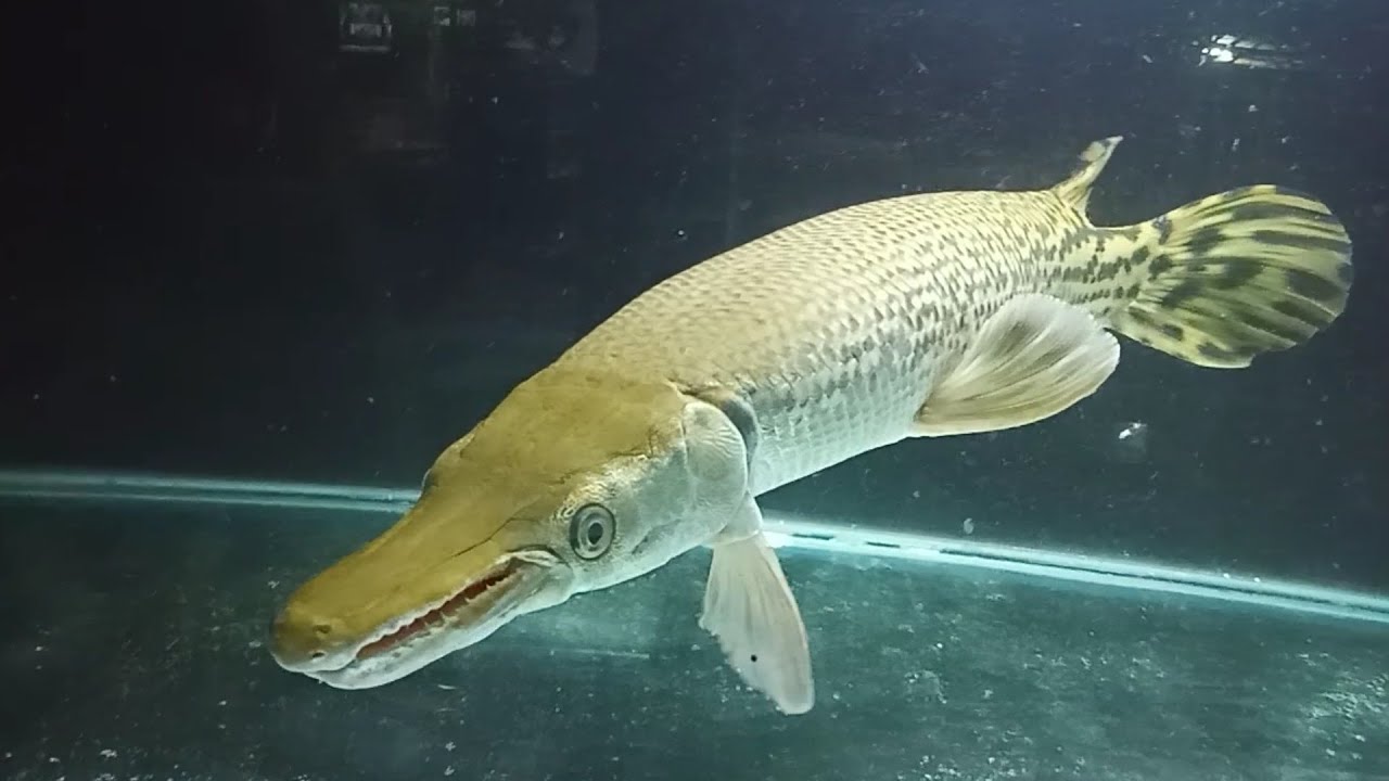 Monster fish Alligator Gar - YouTube