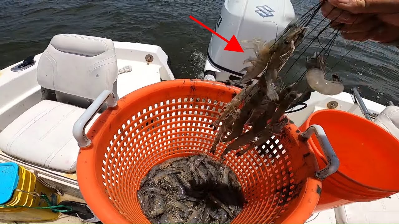 5 Gallons of Shrimp!! Florida Shrimping - YouTube