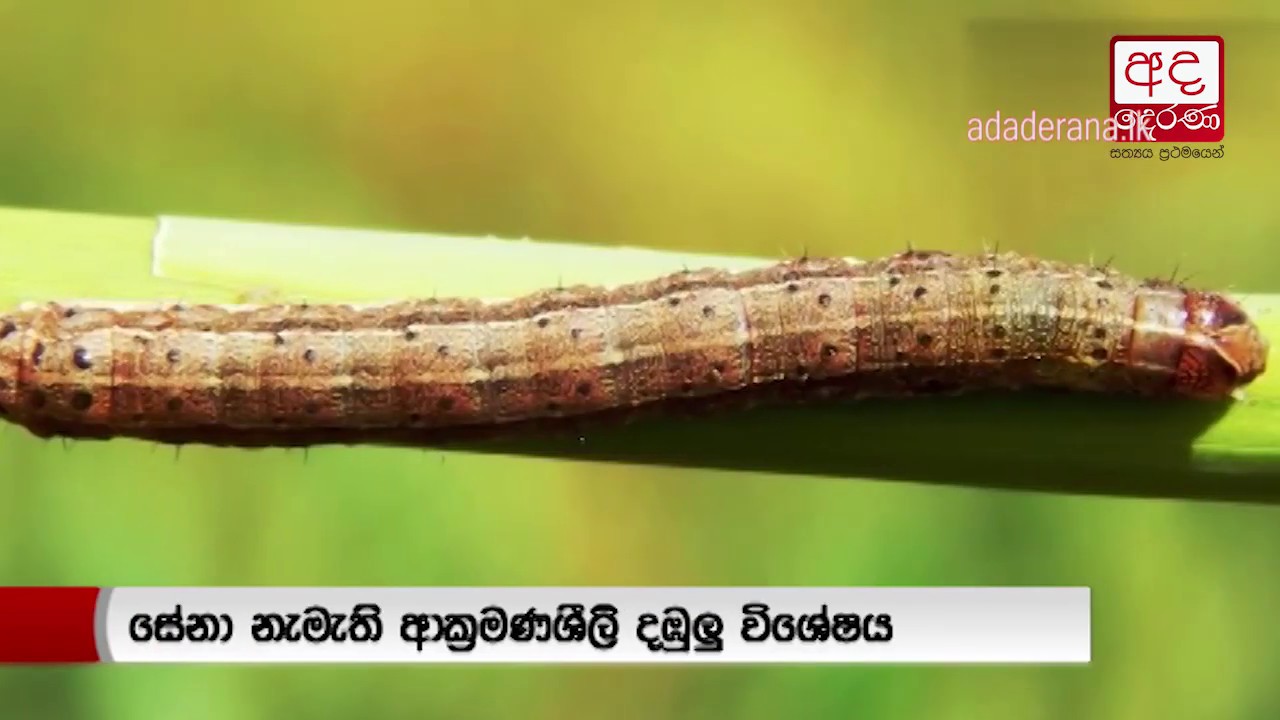‘Sena’ caterpillars that became a nuisance for farmers - YouTube